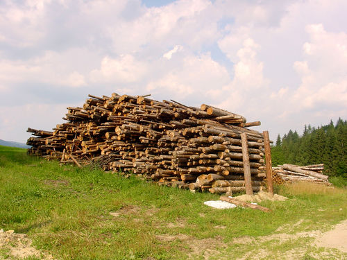 Juni 2026: Holzmarktbericht der LK Österreich | Landwirtschaftskammer ...