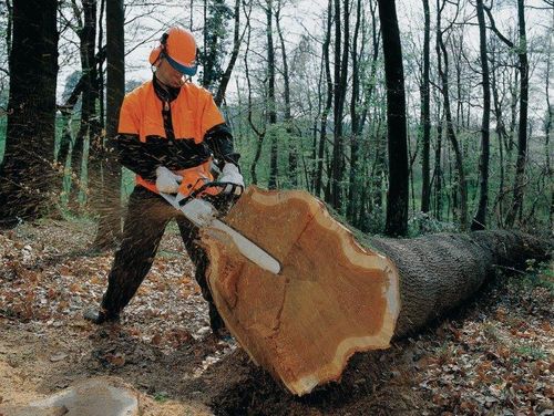 Laubholz richtig ausformen | Landwirtschaftskammer Kärnten