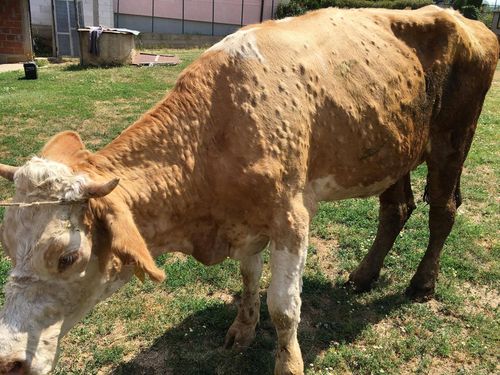 Lumpy Skin Disease so nah an Österreich wie nie zuvor ...
