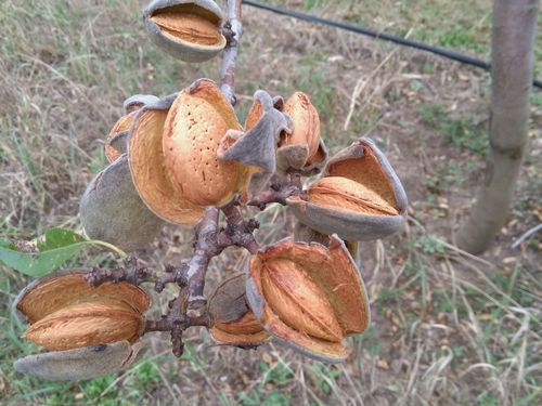 Erwerbsmäßiger Anbau von Mandeln - Einblicke | Landwirtschaftskammer ...