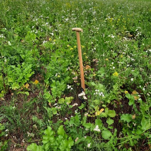 Drohnensaat von Zwischenfrüchten - der Erfolg liegt im Detail ...