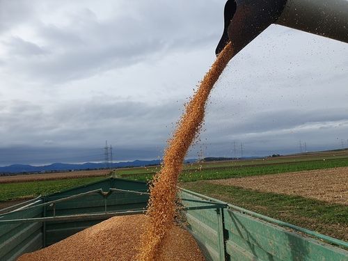 LK Körnermaissortenversuch Diendorf (Bz. St. Pölten ...