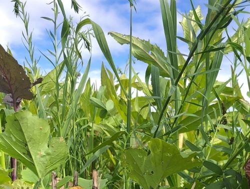 Tag der stehenden Begrünungen in Stockerau | Landwirtschaftskammer Salzburg
