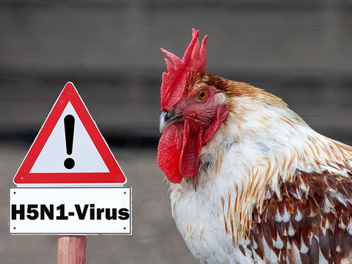 Die Vogelgrippe rückt näher | Landwirtschaftskammer Vorarlberg