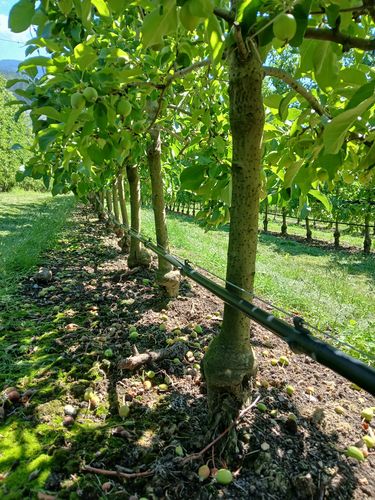 Bewässerung im Obst- und Gartenbau: Grundlagen für eine effiziente ...